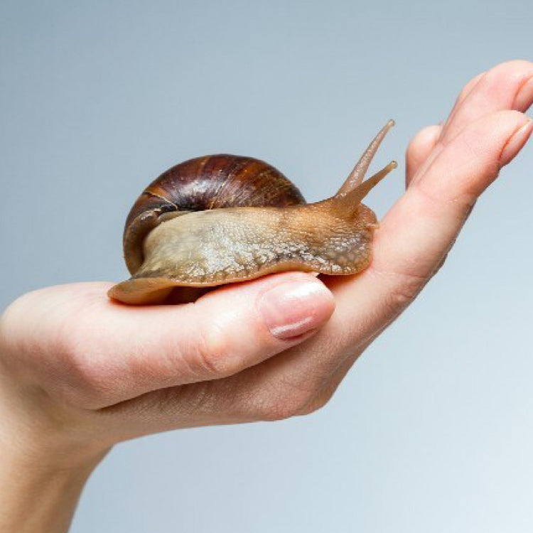 Skin Repair Secrets with Snail Mucin - Context Skin